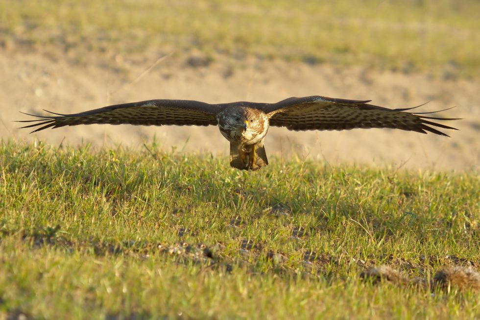 Why the Azores Are Called the Azores: The Goshawk Story - Drive Terceira