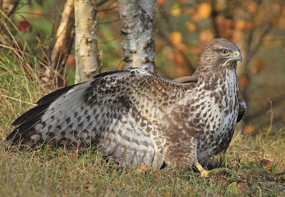 Why the Azores Are Called the Azores: The Goshawk Story - Drive Terceira